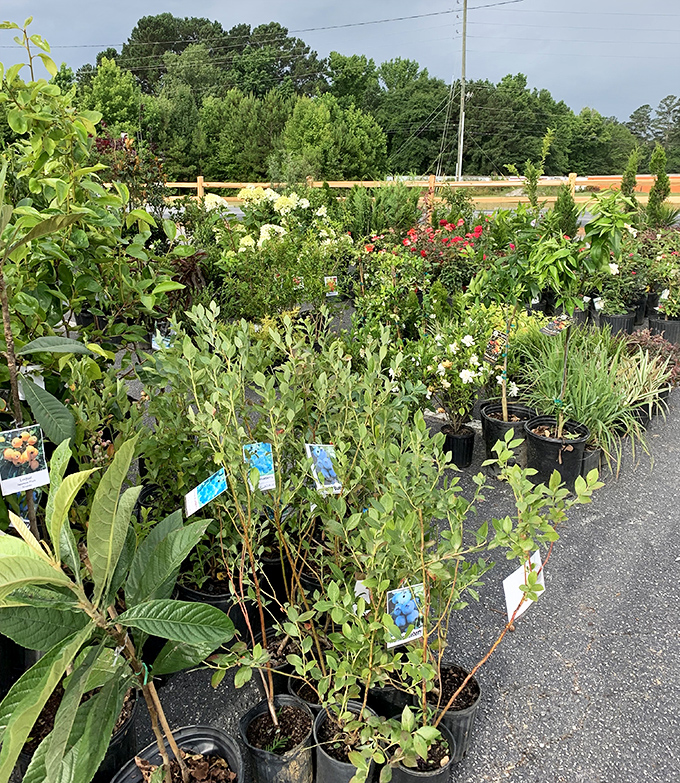 Garden dreams take root in this outdoor section, where your next backyard star waits in humble plastic pots.