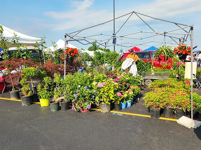 A garden center sprouted overnight between parked cars. These plants have seen more of the parking lot than most suburban landscaping ever will.