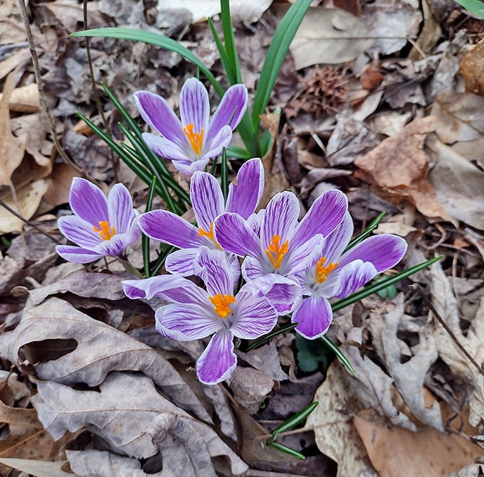 Spring's purple heralds push through fallen leaves, proving that life's most beautiful moments often emerge from what appears dormant.