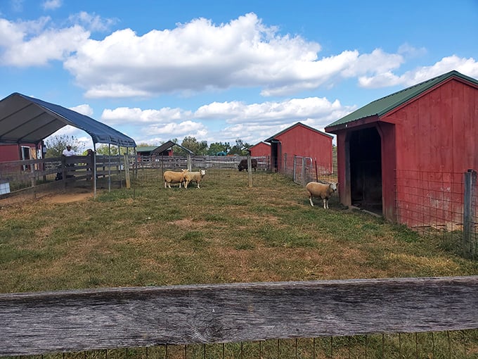 Farm living at its finest – these sheep have real estate with a view and barn-to-table dining every single day.