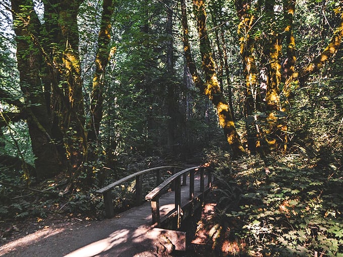 This unassuming bridge is actually a portal—cross it and enter the emerald realm where Toketee's magic awaits.