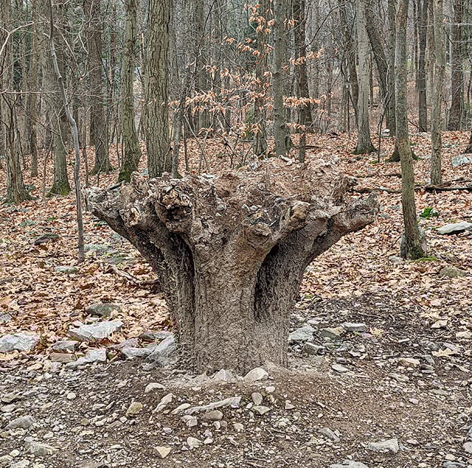 Not your average tree stump—this natural sculpture looks like Mother Nature's attempt at modern art after a particularly creative day.