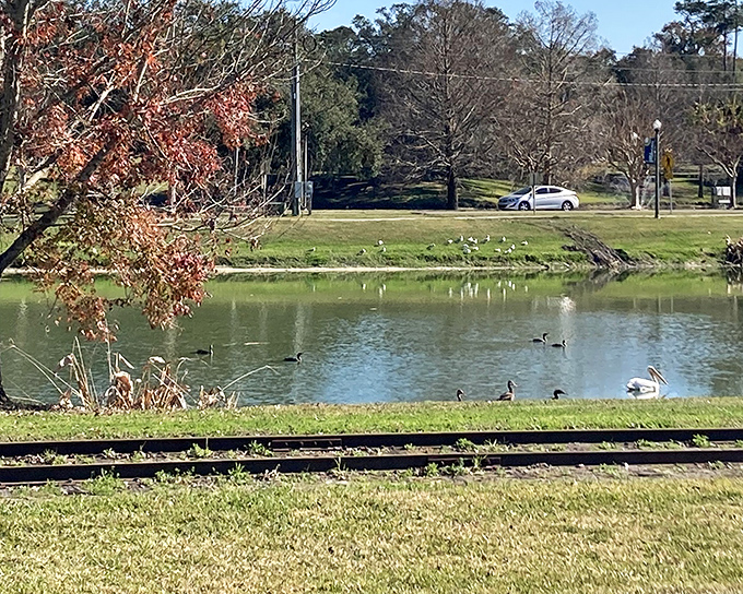 Ducks and geese hold daily conferences at this urban pond, discussing whatever it is waterfowl talk about when they think we're not listening.