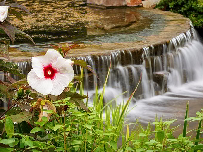 A single hibiscus bloom steals the spotlight from a cascading waterfall—nature's version of a scene-stealing supporting actor.