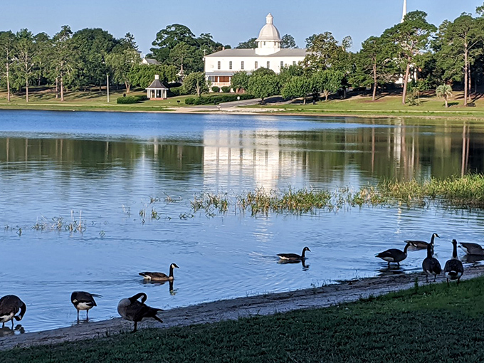 Where geese have the right of way and the white-domed building creates a reflection worthy of a thousand Instagram posts.