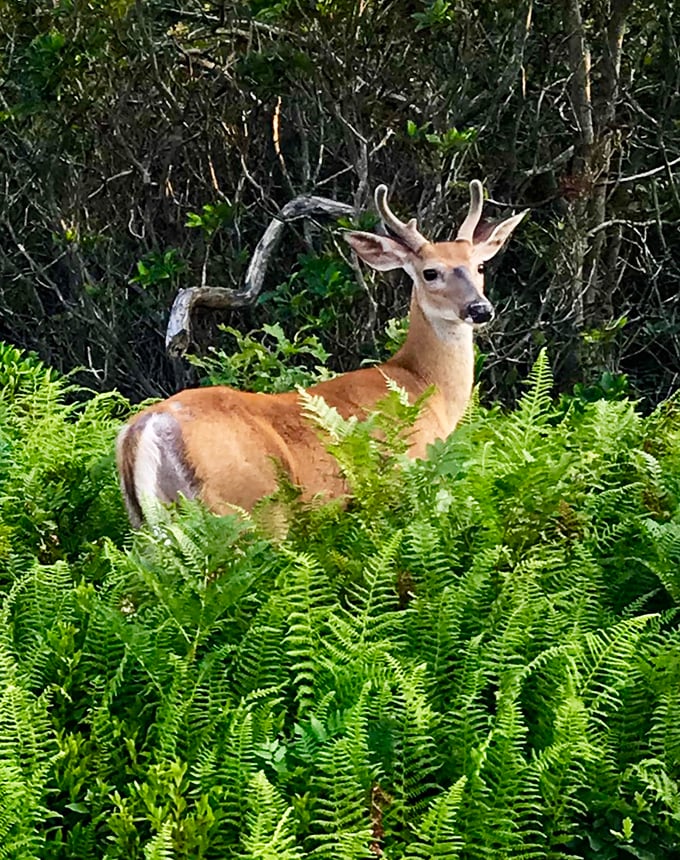 A young buck poses among the ferns, looking like he's auditioning for a Pennsylvania tourism poster.