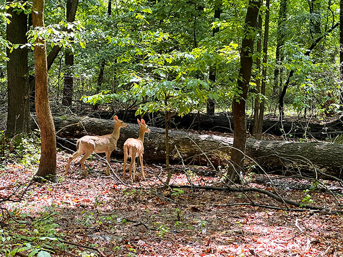 Deer friends indeed! These woodland residents remind us that at Bellevue, you're never just visiting nature—you're a guest in someone else's home.
