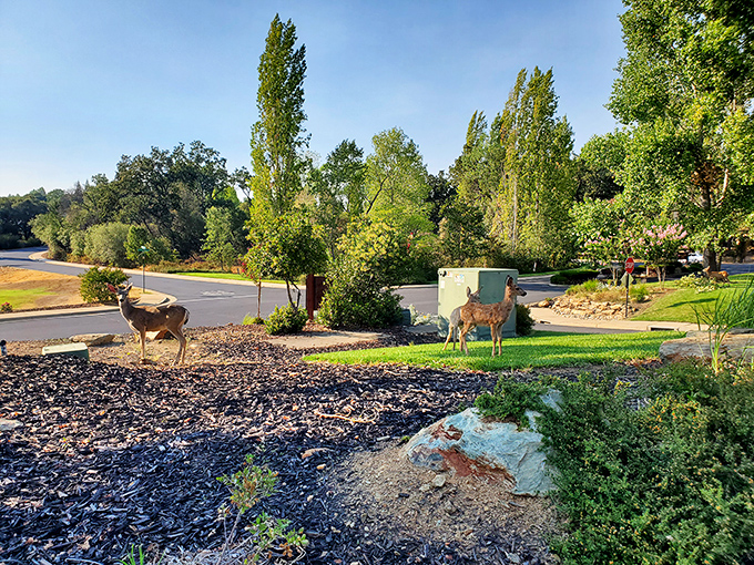 Local deer stroll through town like they own the place – and honestly, they kind of do. 