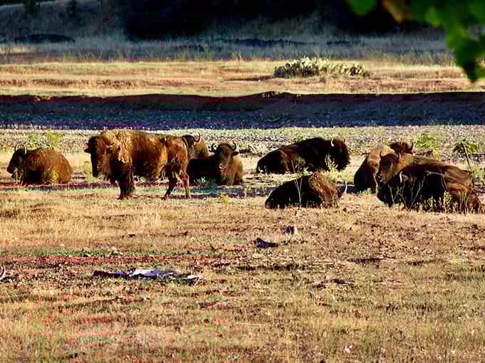 These bison didn't get the memo about California being all beaches and movie stars – they're keeping the Wild West alive in Tehama County.