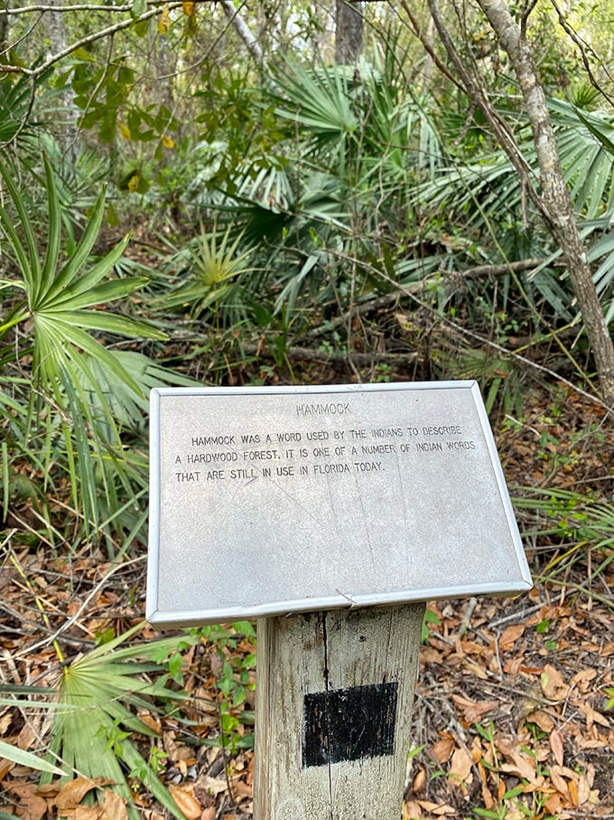 Educational signs that don't feel like homework – learning about cypress swamps while surrounded by the real thing.