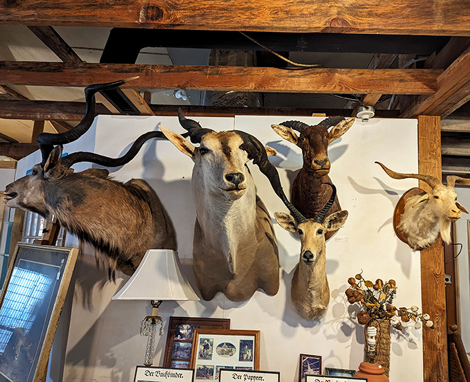 The taxidermy collection stares back with glass eyes that have witnessed decades pass – conversation pieces that certainly get conversations started!