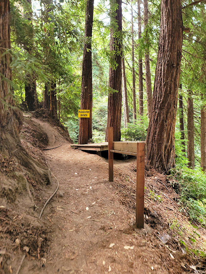 Redwood-lined paths invite exploration beyond the main attraction, where the only strange force at work is nature's breathtaking beauty.