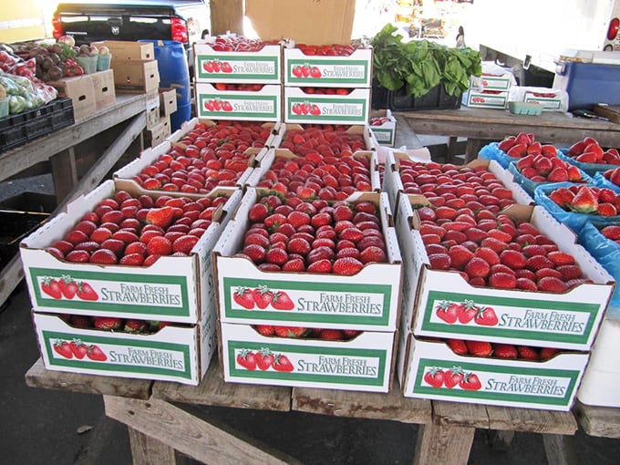 Nature's candy displayed in all its ruby glory – these farm-fresh Florida strawberries never knew the inside of a supermarket refrigerator.