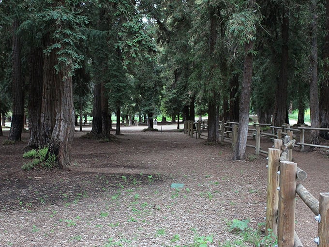 The redwood cathedral opens before you, creating a natural corridor that feels like walking through time itself.