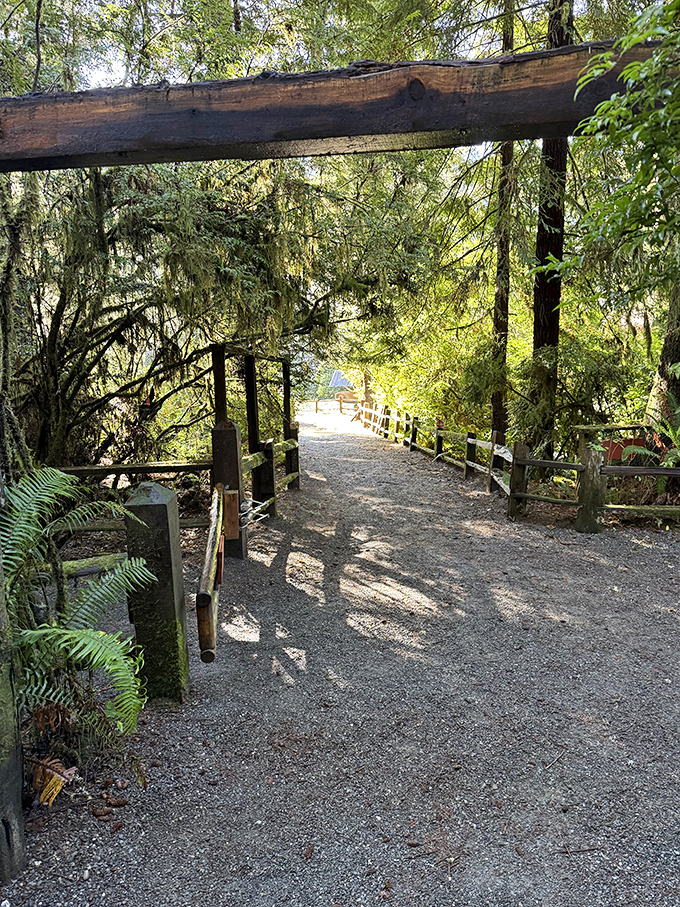 Sunlight dapples this forest path, inviting visitors to wander deeper into the redwood realm beyond Paul's watchful gaze.