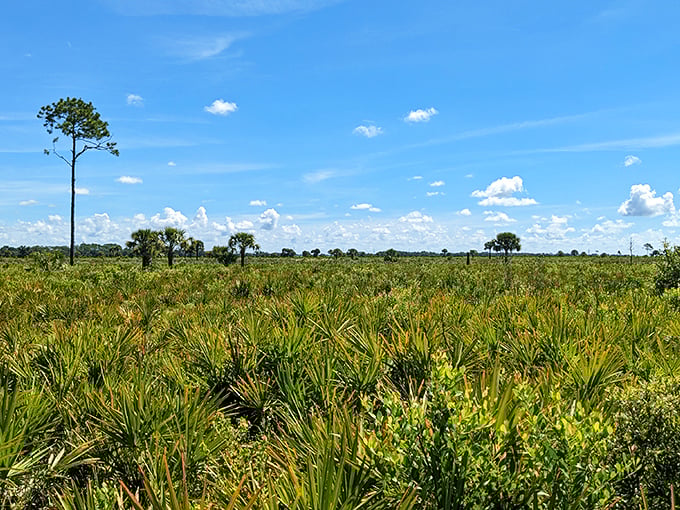 The Florida prairie stretches toward forever under a blue ceiling decorated with clouds that look like they're auditioning for a Pixar movie.