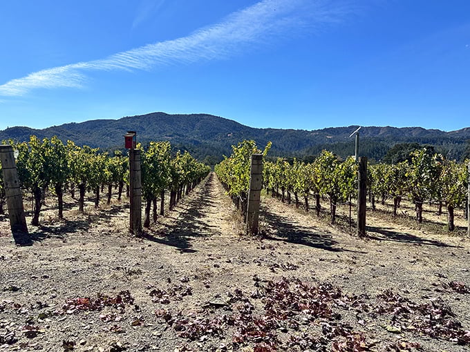 Perfectly manicured vineyard rows stretch toward the horizon, a living chessboard where every move produces something delicious rather than just saying "checkmate."