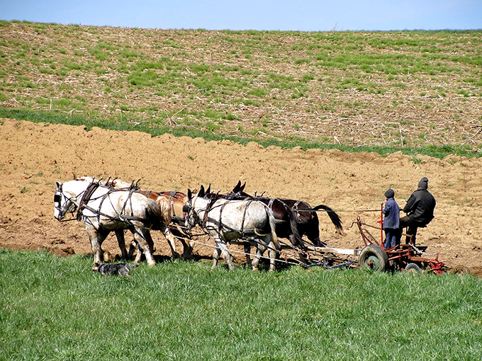 Horsepower with actual horses. These Amish farmers demonstrate sustainable farming practices that predate trendy environmental hashtags by centuries.