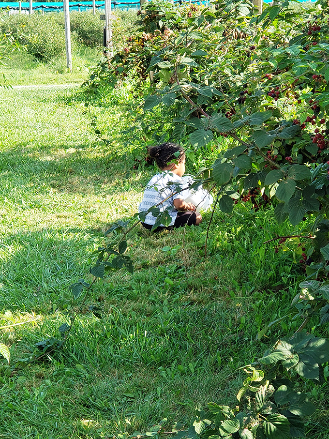 Berry picking – where "farm to table" involves your own two hands and possibly some stained fingers. Nature's candy aisle awaits. 