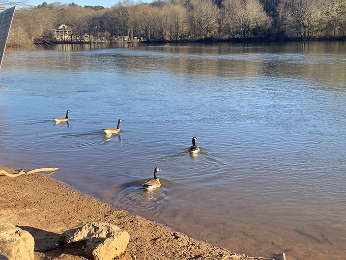 Canada geese, nature's own welcoming committee, patrol the shoreline with the self-importance of tiny feathered security guards.