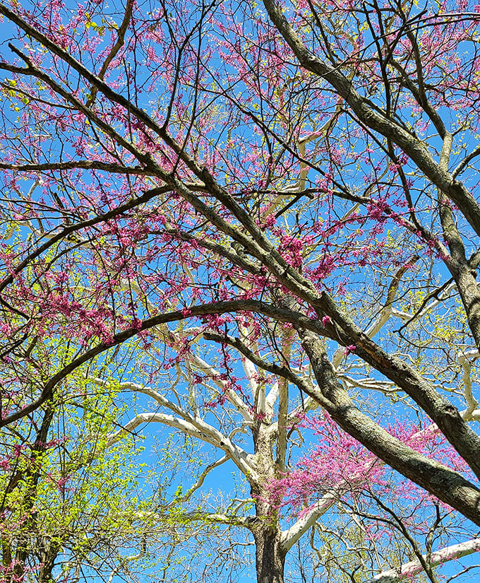 Spring's redbud trees put on a show that makes even the most dedicated indoor people consider becoming temporary nature enthusiasts. 