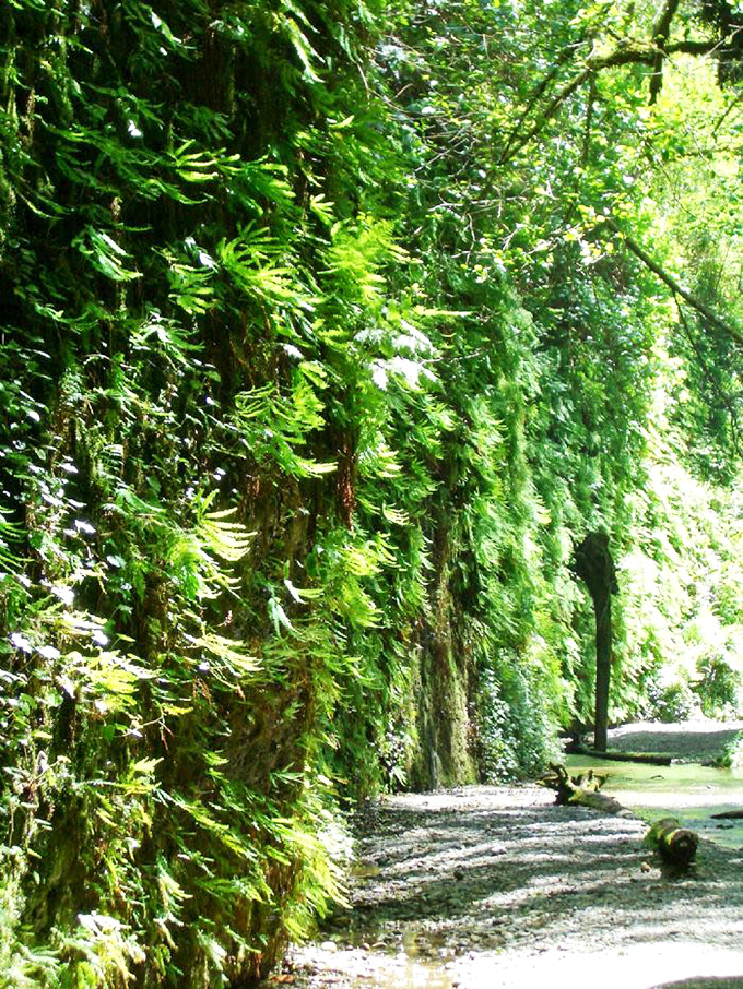 Fifty shades of green doesn't begin to describe this living wall—a vertical garden that's been perfecting its look for millennia.
