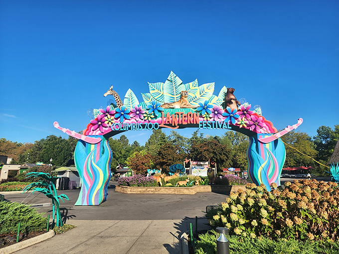 The Columbus Zoo's Lantern Festival transforms ordinary pathways into extraordinary journeys through light and color – magical evenings just a drive away.