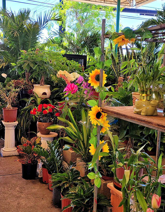 A jungle of potted possibilities. These sunflowers and tropical plants are just waiting to either thrive in your garden or join the graveyard of your previous botanical attempts.