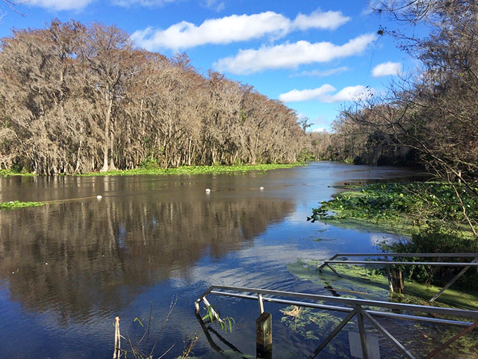 Winter reveals a different side of Silver Springs – bare branches create nature's cathedral ceiling over waters that never lose their magic.