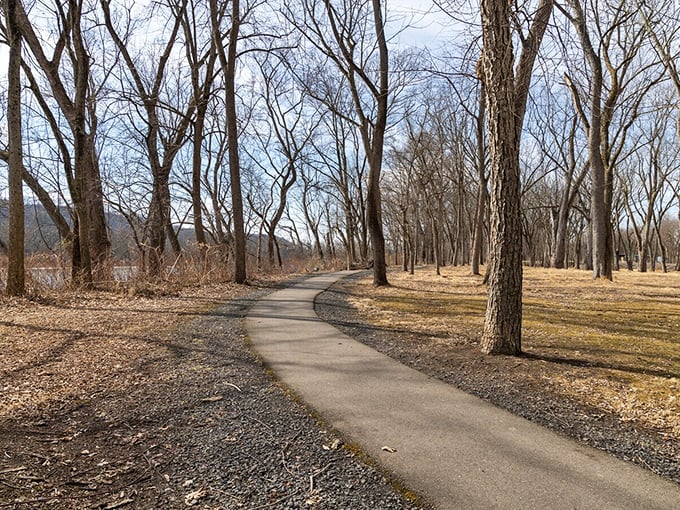 Leafless trees line this serene trail, creating a natural cathedral of branches — a calming scene in soft browns and grays that soothes the soul.