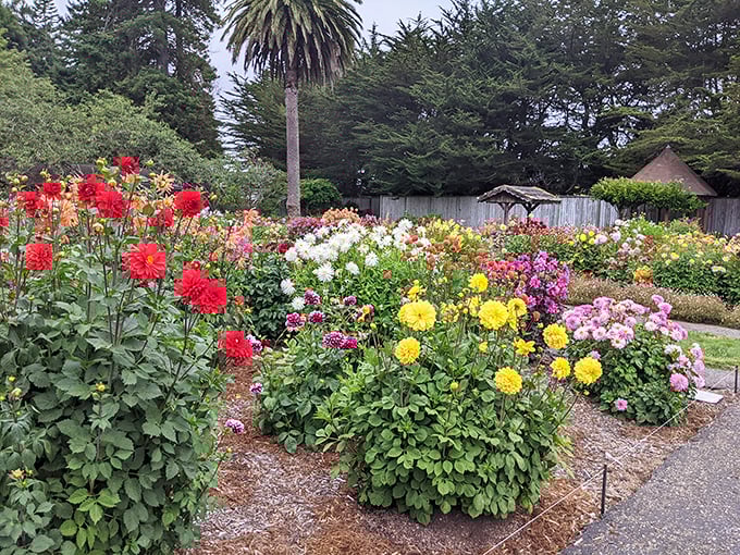 Sequoia Park Garden explodes with dahlias and color. Mother Nature showing off her painterly skills in this Victorian town's horticultural gem.