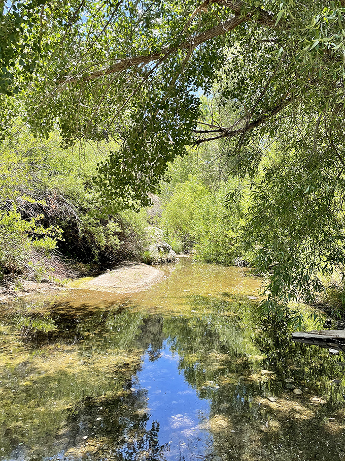 Dappled sunlight plays across the creek's surface like nature's own light show. The kind of spot that makes you want to ditch technology forever.