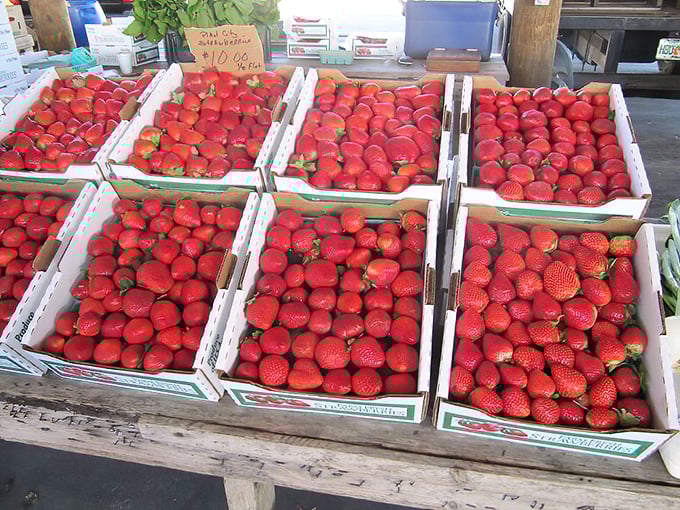 Florida strawberries so red they practically glow. Nature's candy doesn't get fresher than this unless you're picking them yourself.