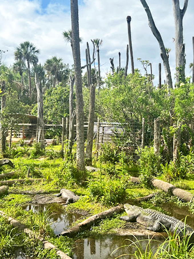 Beyond the concrete gator lies the real Florida—a lush landscape that reminds you why they call this the Sunshine State.