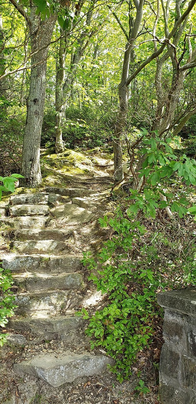 Forest trails wind through scenery that makes expensive gym memberships seem like questionable life choices entirely.