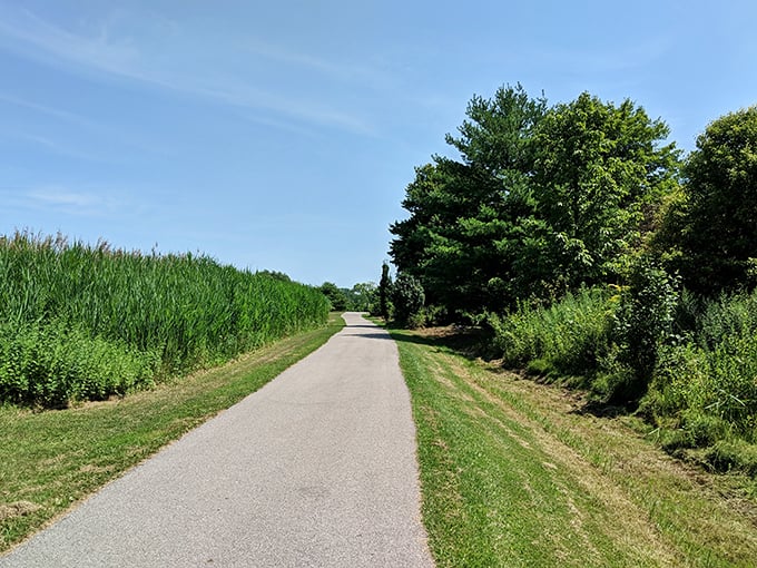 Sunlight dapples this inviting trail where cornfields meet forest—the perfect path for working off that extra slice of pie.