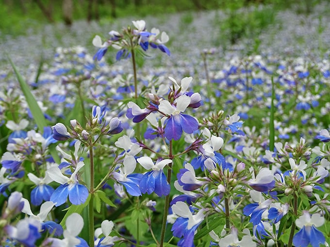 Spring's blue carpet: these wildflowers don't just grow—they throw a party and invite every bee, butterfly, and nature photographer within miles.