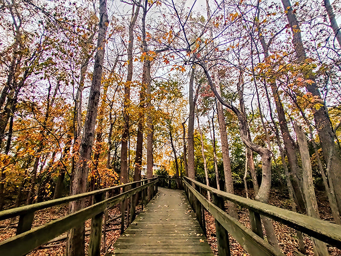 Autumn's paintbrush turns the boardwalk into a golden tunnel—like walking through a scene that Instagram filters have been trying to replicate for years. 