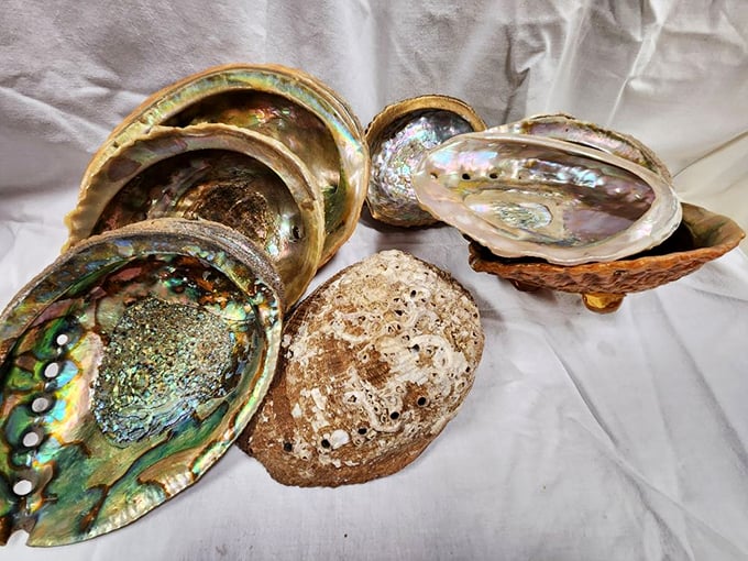 Mother Nature's most elegant architecture—abalone shells shimmer with iridescent blueprints of the ocean's artistic ambitions.