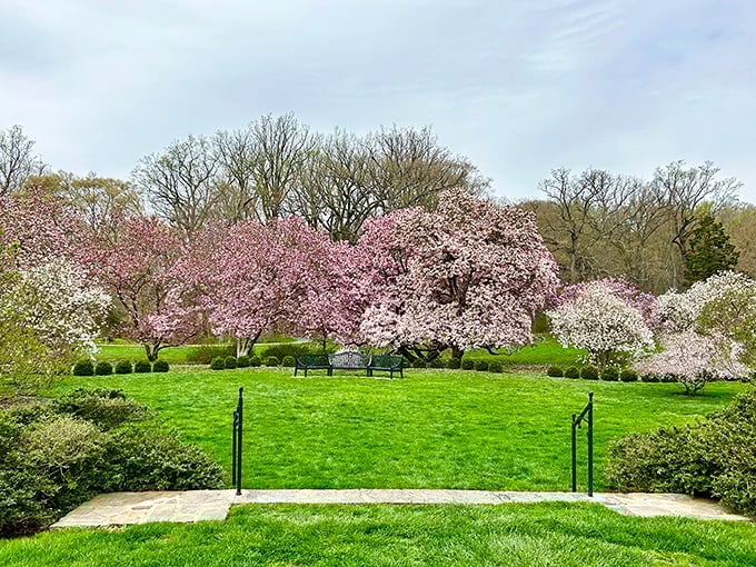 Cherry blossoms create a pink paradise that makes spring feel like nature's personal apology for winter.