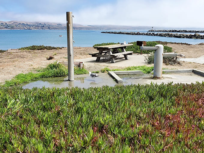 Doran Regional Park's perfect picnic spots – where one table with a view can turn a simple sandwich into a dining experience worth writing home about.