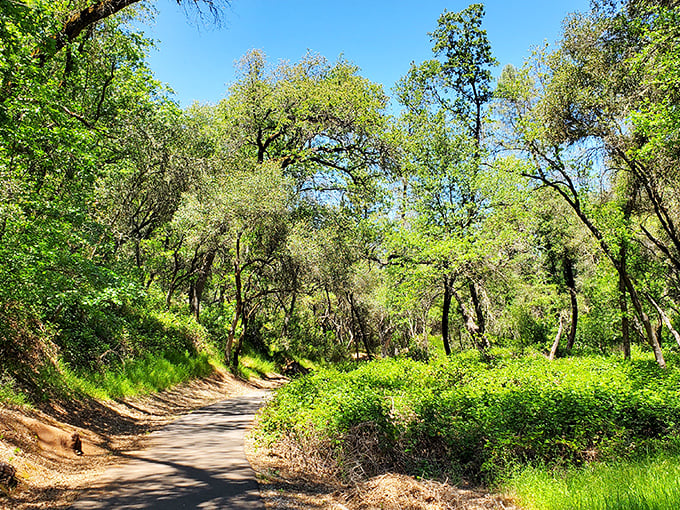 Dragoon Gulch Trail invites nature lovers to wander through oak-dappled sunlight, where the only traffic is the occasional squirrel commute.