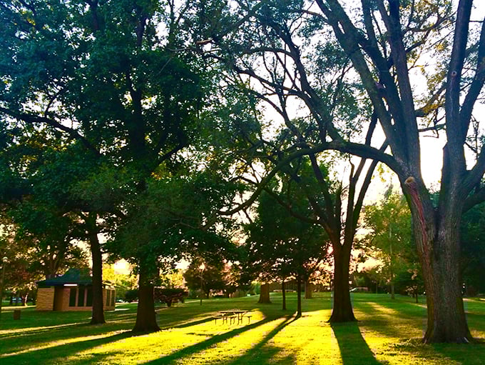 Golden hour transforms ordinary park trees into nature's light show – the kind of everyday magic that makes you pause mid-conversation.
