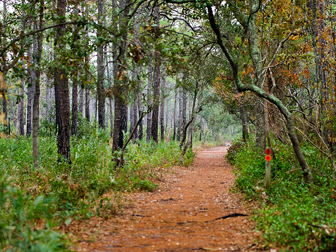 The maritime forest trail offers a shady respite from sun-soaked beaches—nature's air conditioning with a side of birdsong.