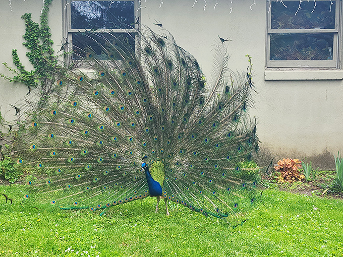 "I'm just the museum's security system." This peacock adds a splash of living color to the grounds, his display more dazzling than frightening.