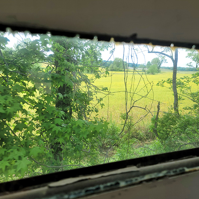 Nature's slideshow unfolds outside your window—no smartphone required. Missouri's countryside reveals itself one green frame at a time. 
