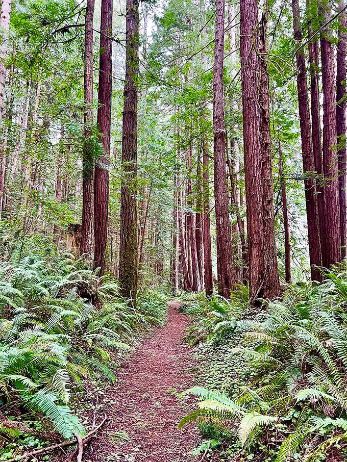 Cathedral of redwoods and ferns. This trail offers the kind of silence that city dwellers pay meditation apps to simulate.