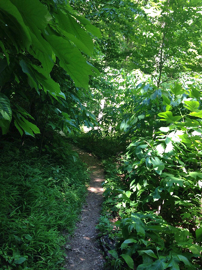 Sunlight dapples through lush foliage along this hidden trail—nature's cathedral where the only sound is your footsteps and occasional woodland commentary.