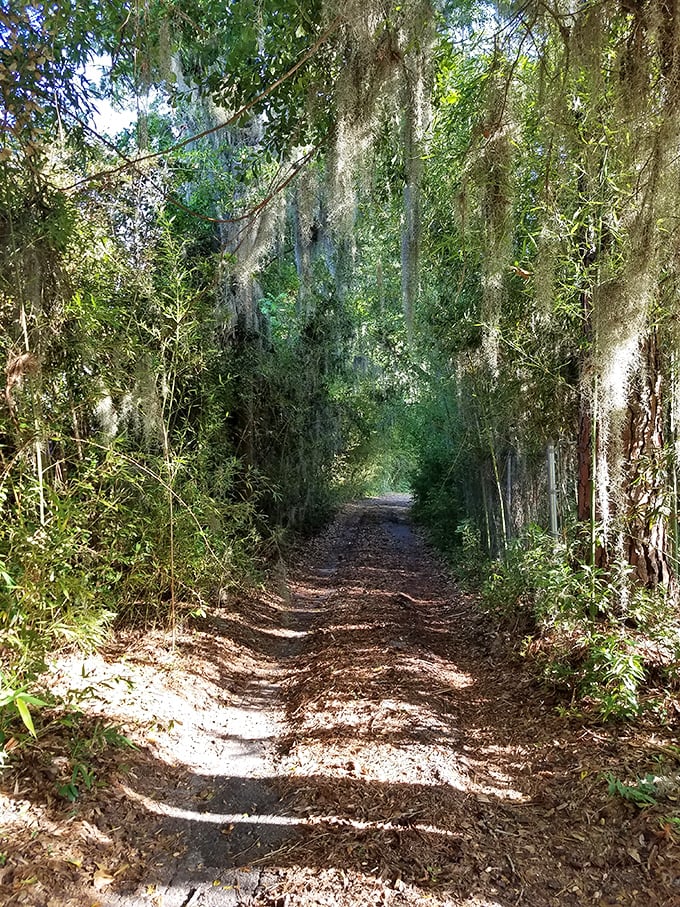 Sunlight dapples through Spanish moss on this trail, creating nature's version of a disco ball effect without the loud music.