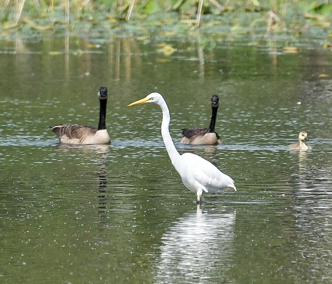 The manor's pond residents—elegant herons and Canadian geese—provide nature's version of dinner theater during your stay.